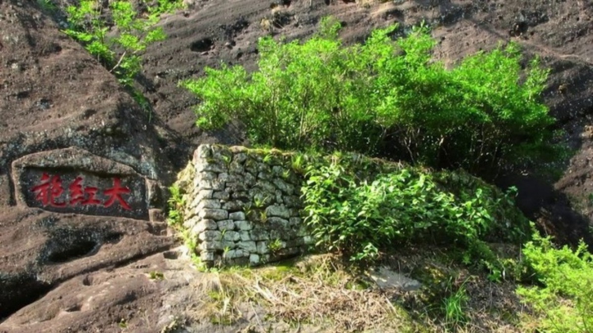 Loại trà quý hiếm đắt hơn cả vàng, có tiền cũng khó mua được - Hapilo ...